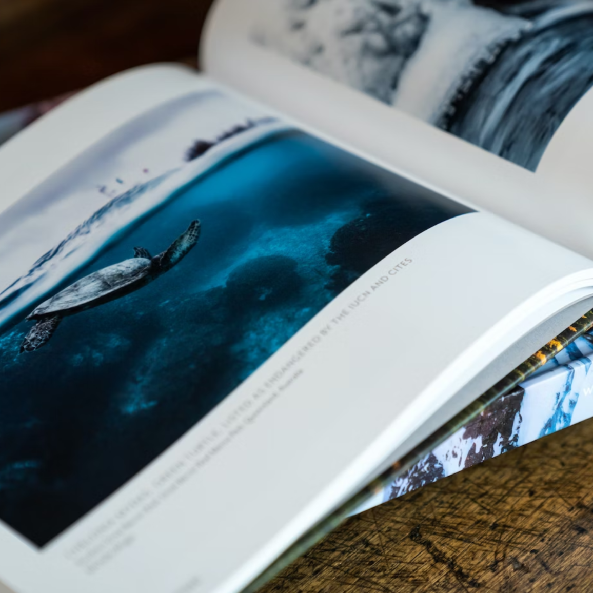 Magic in the Wilderness – Book Now Available - KC Hulsman Photography
